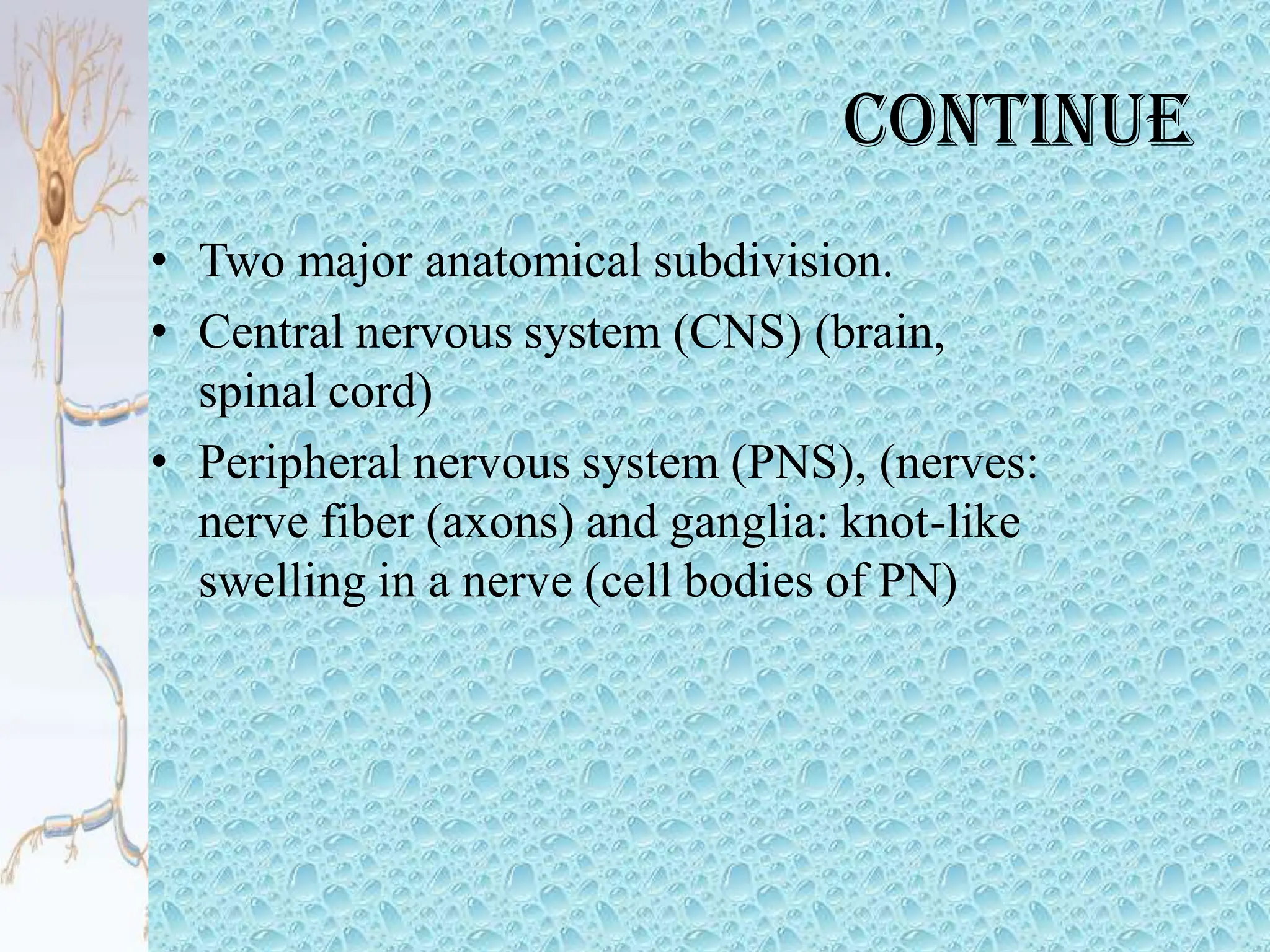 Nervous System Types of nervous system_ P.pdf