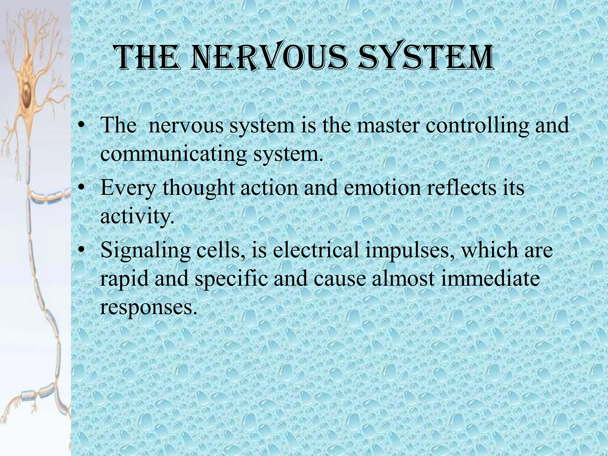 Nervous System Types of nervous system_ P.pdf