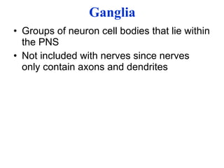 Minersville HS Applied Anatomy Nervous System | PPT