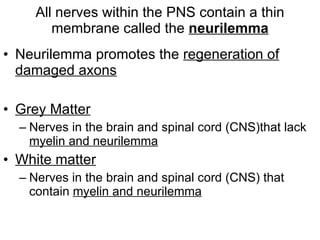 Nervous System Applied Anatomy Minersville Hs | PPT
