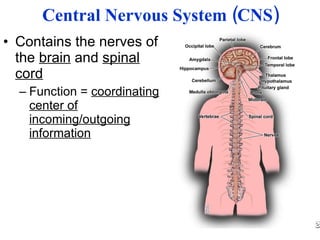 Nervous System Applied Anatomy Minersville Hs | PPT