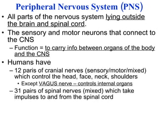 Nervous System Applied Anatomy Minersville Hs | PPT