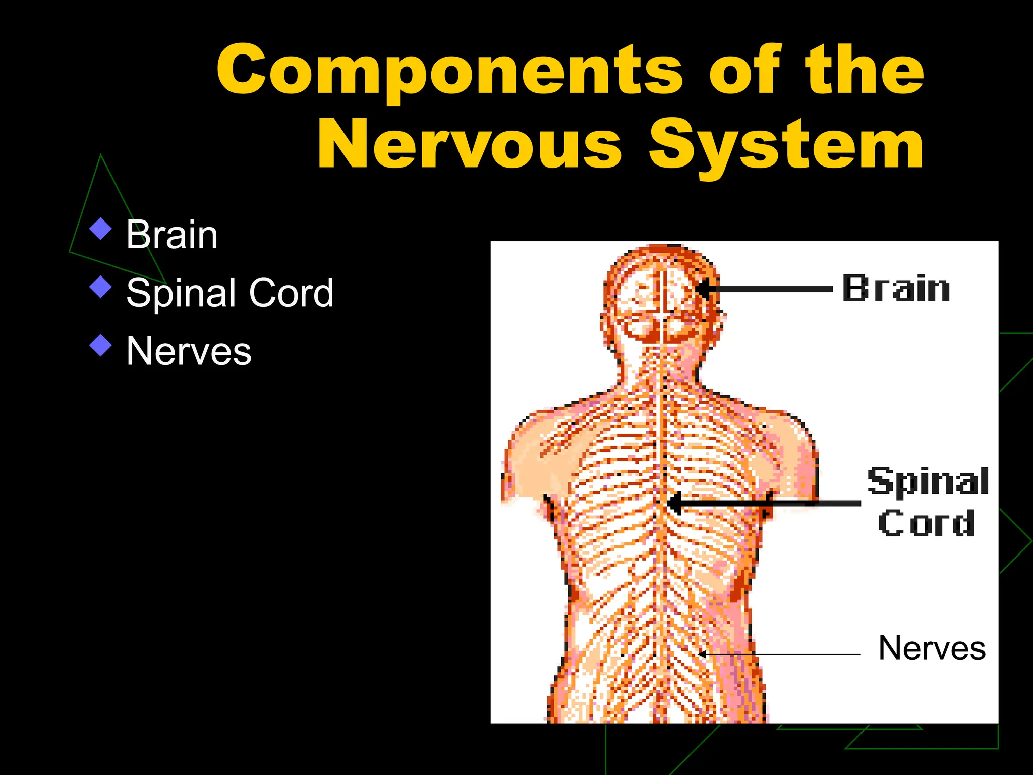 Central Nervous System in line with Aerodrome Rescue and Firefighting ...