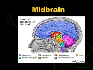 Central Nervous System in line with Aerodrome Rescue and Firefighting ...