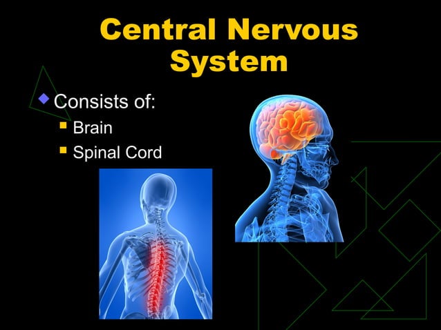 Central Nervous System in line with Aerodrome Rescue and Firefighting ...
