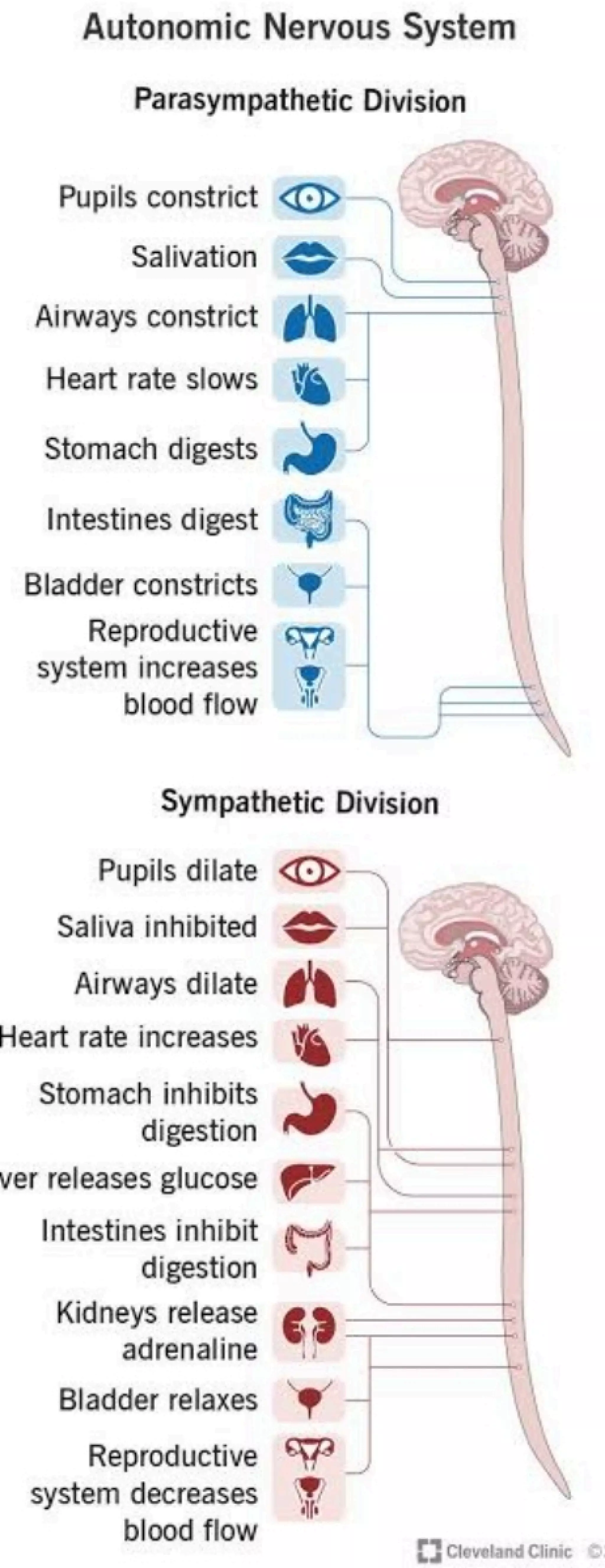 basic knowledge of nervous system 🧠 | PDF