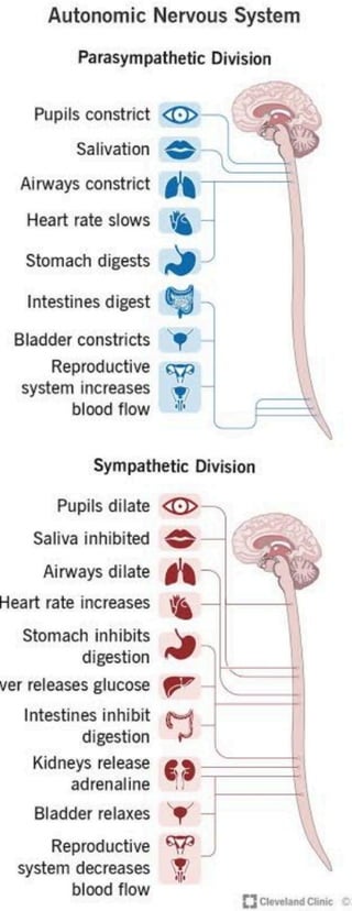 basic knowledge of nervous system 🧠 | PDF