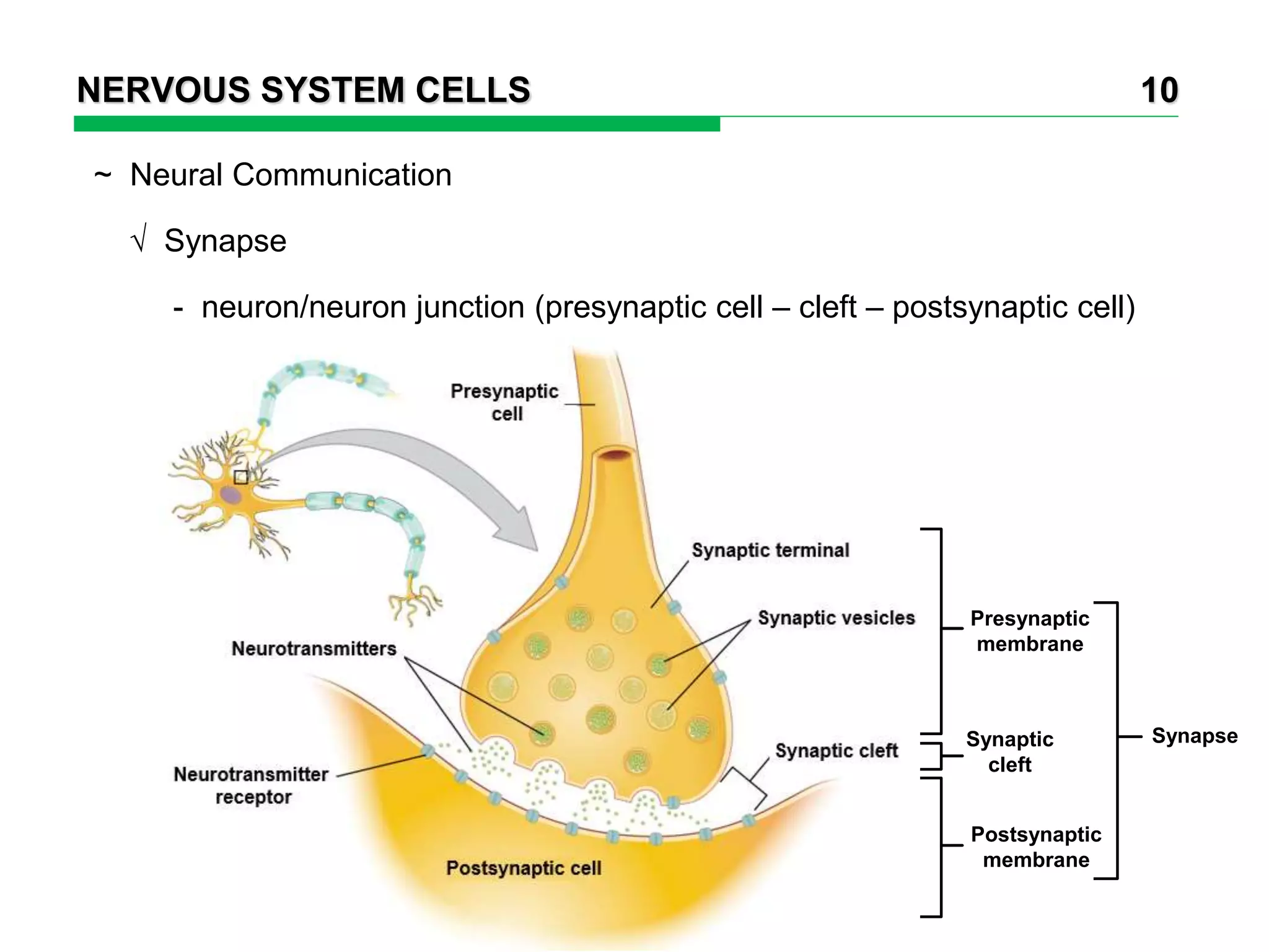 Nervous System Cells.ppt