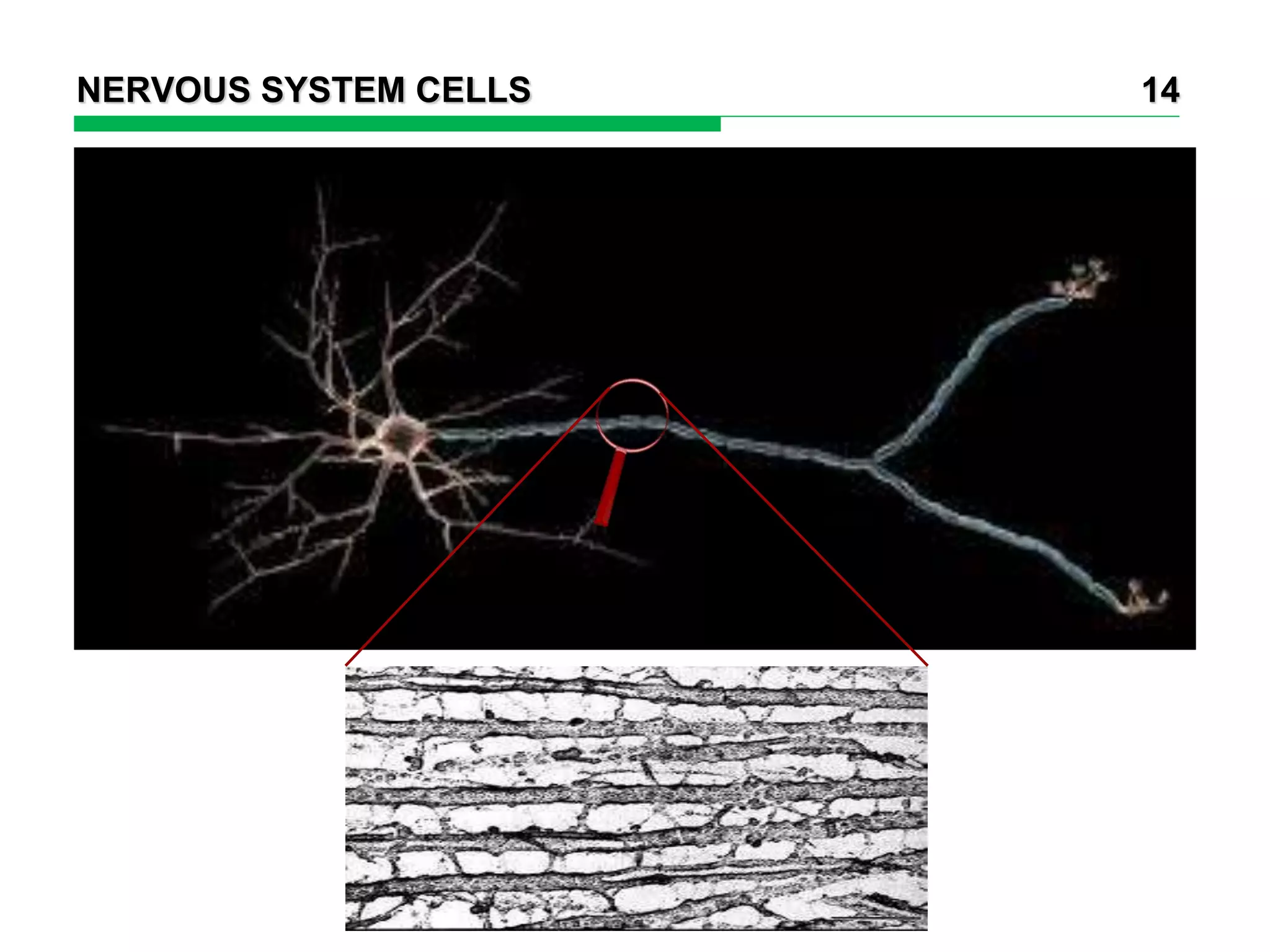 Nervous System Cells.ppt