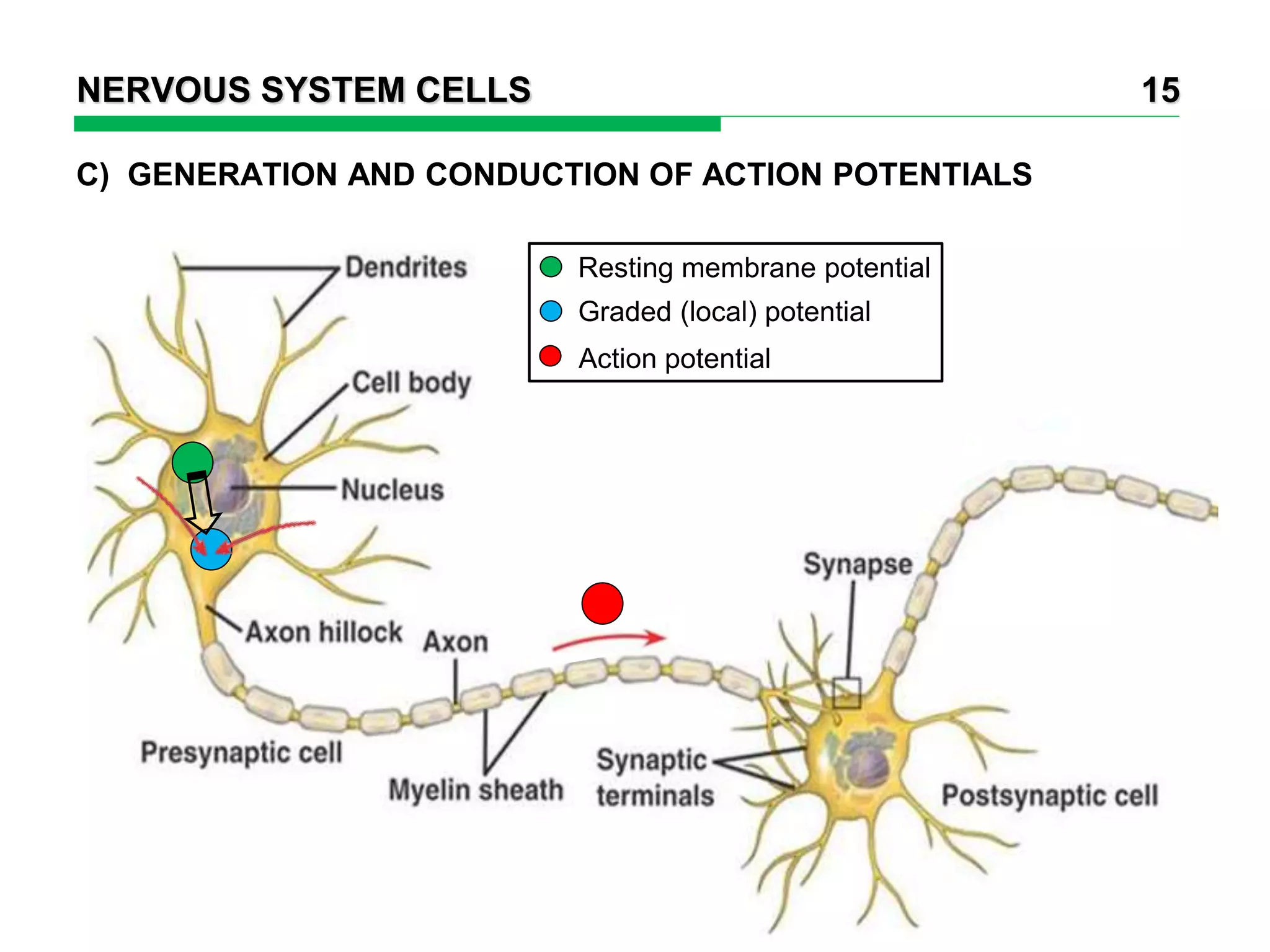 Nervous System Cells.ppt