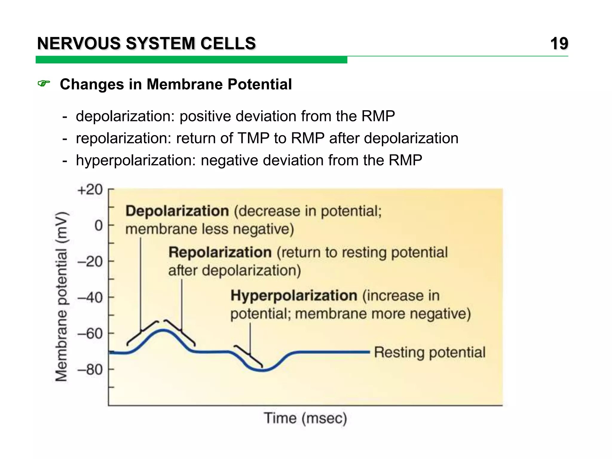 Nervous System Cells.ppt