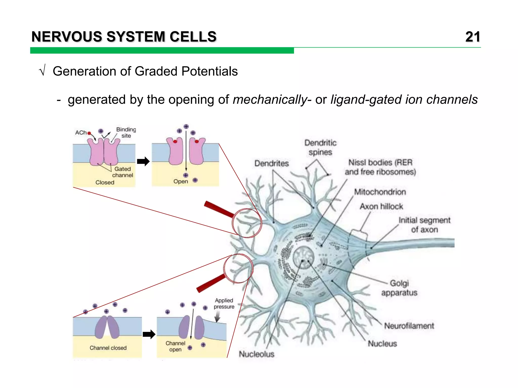Nervous System Cells.ppt
