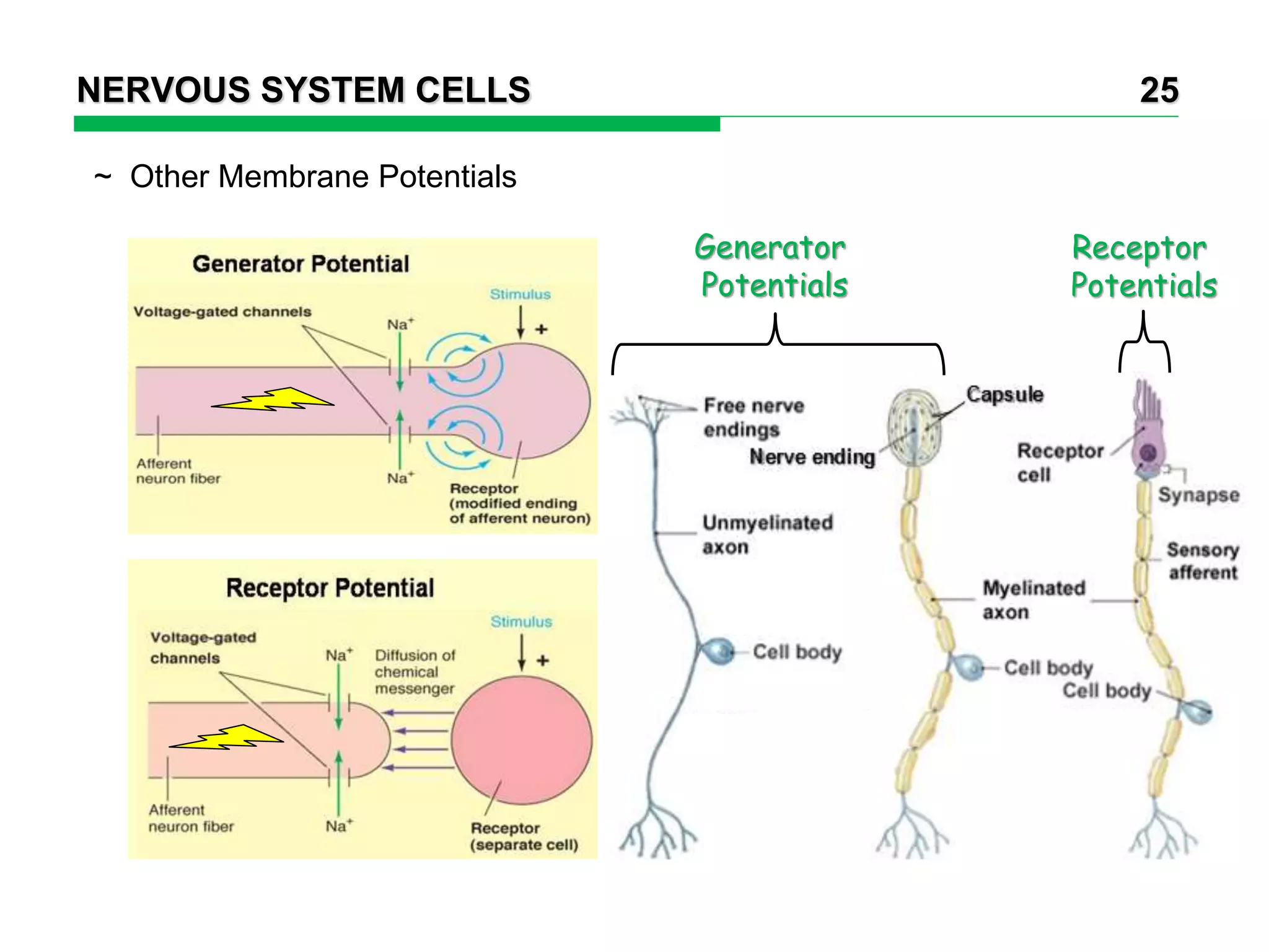Nervous System Cells.ppt