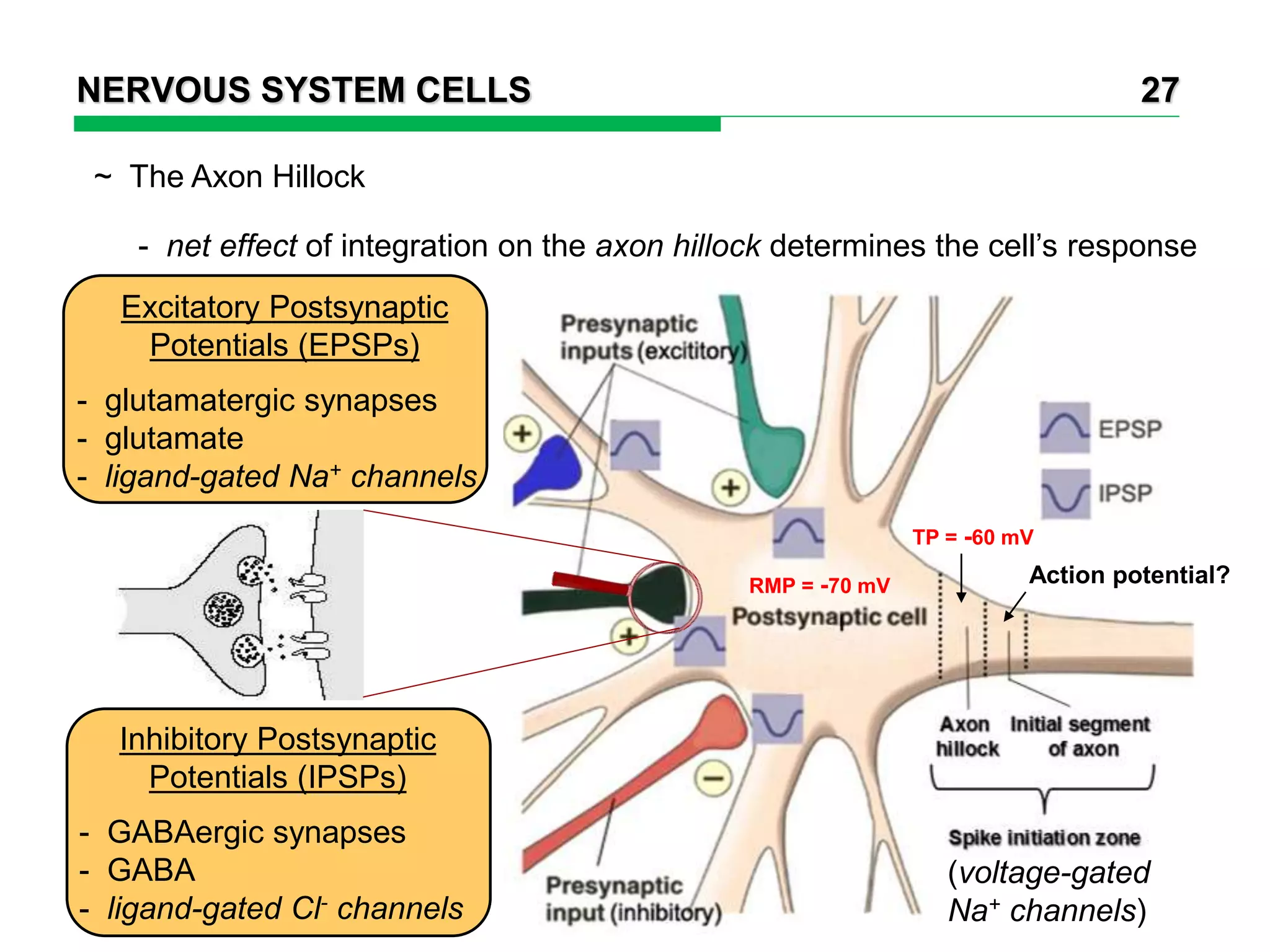 Nervous System Cells.ppt