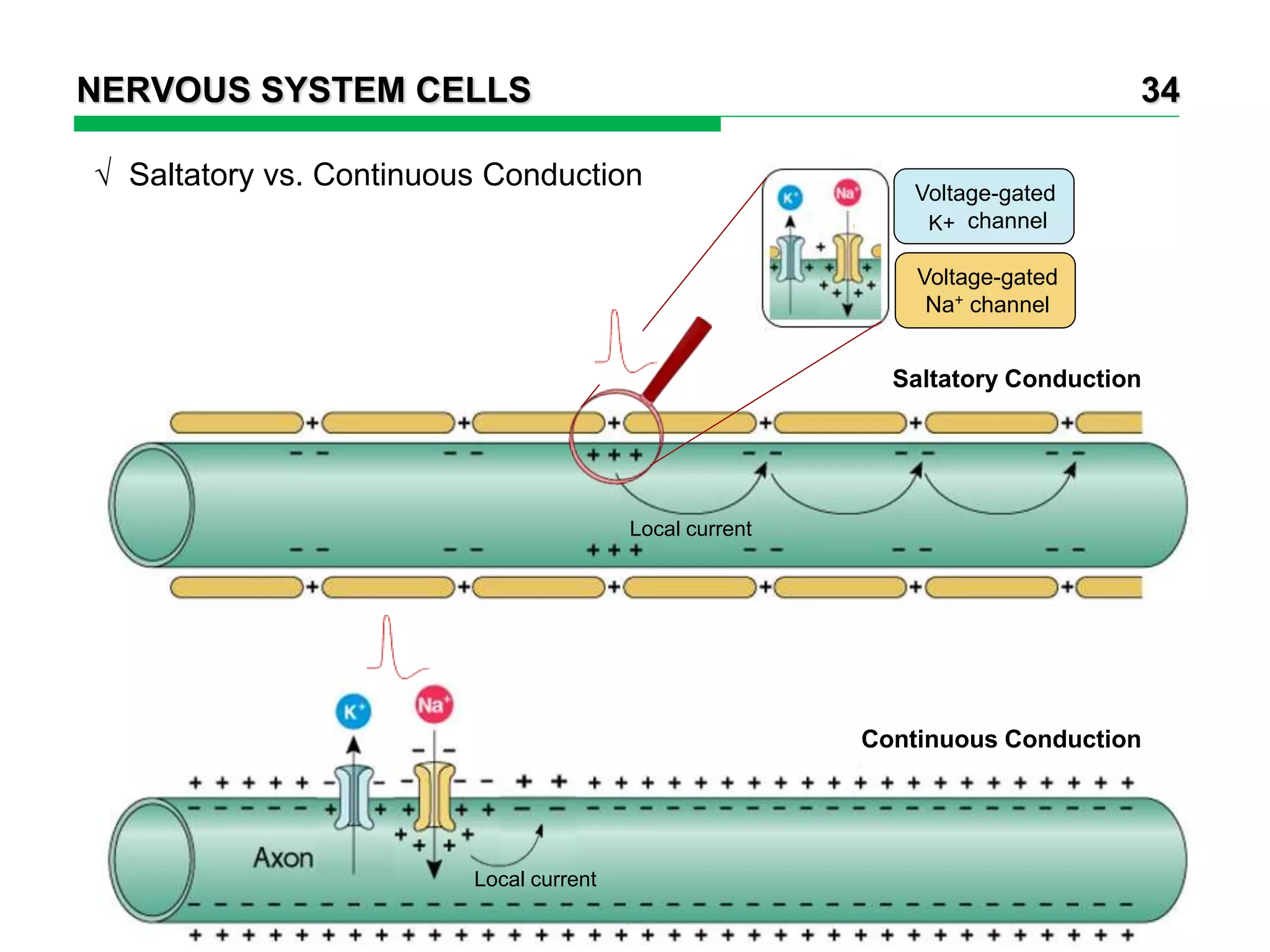 Nervous System Cells.ppt