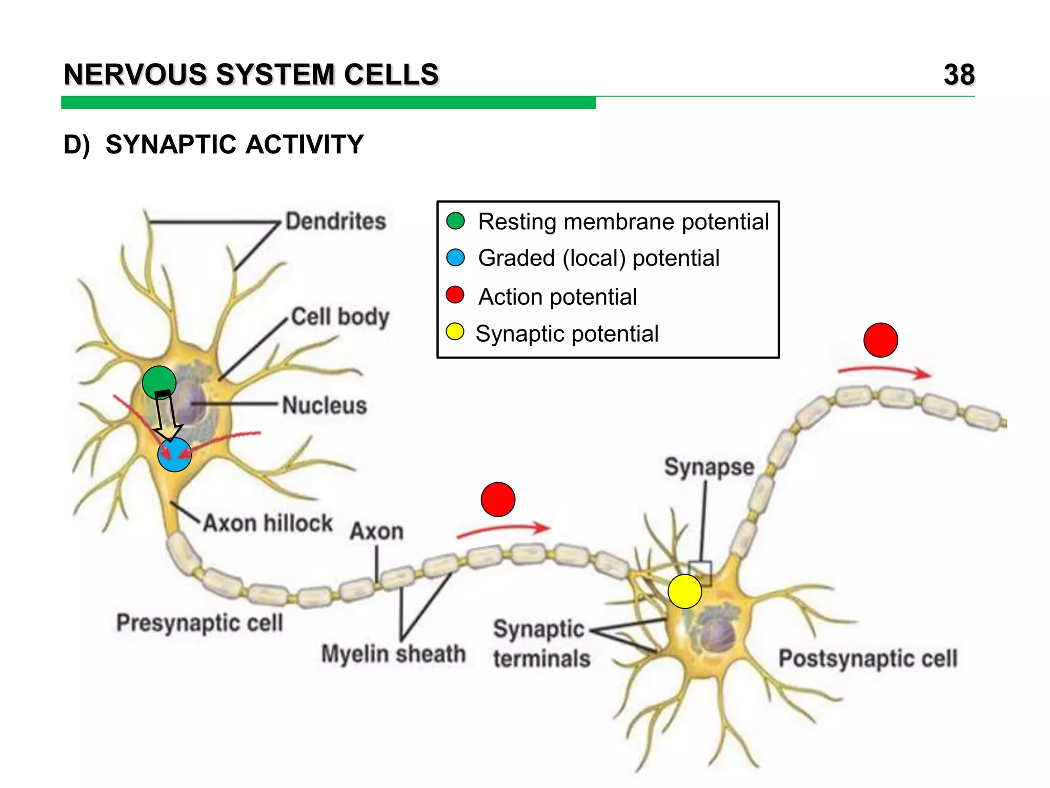 Nervous System Cells.ppt
