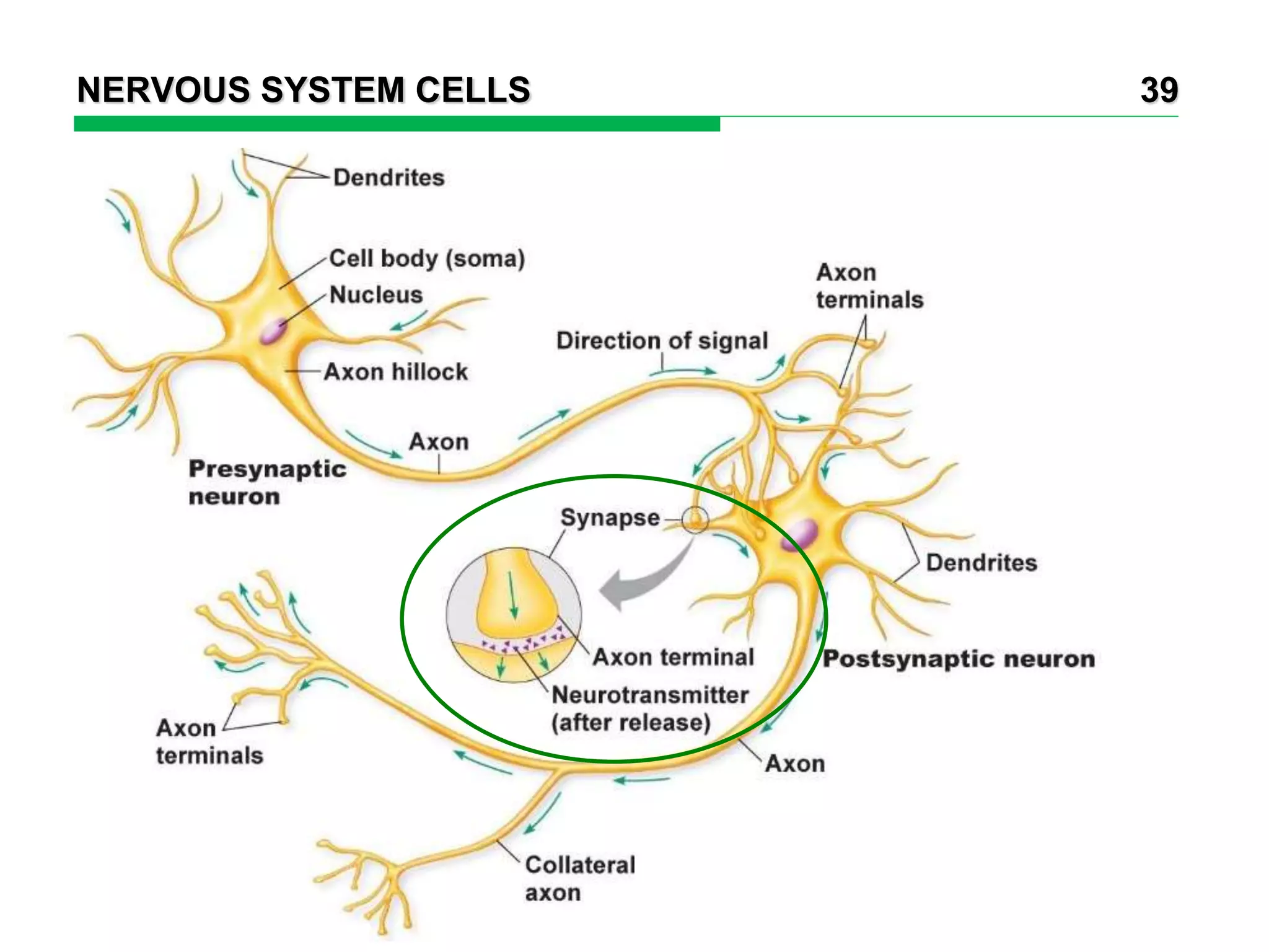 Nervous System Cells.ppt