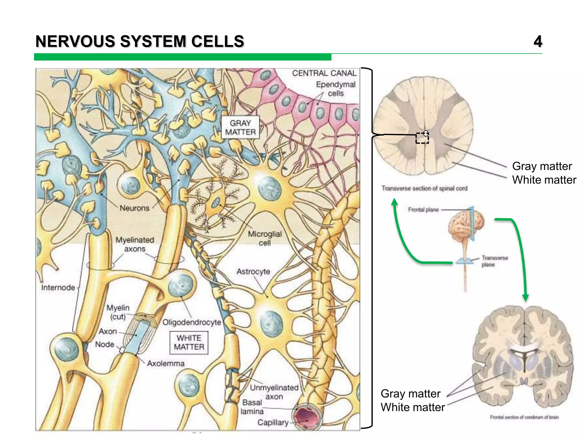 Nervous System Cells.ppt
