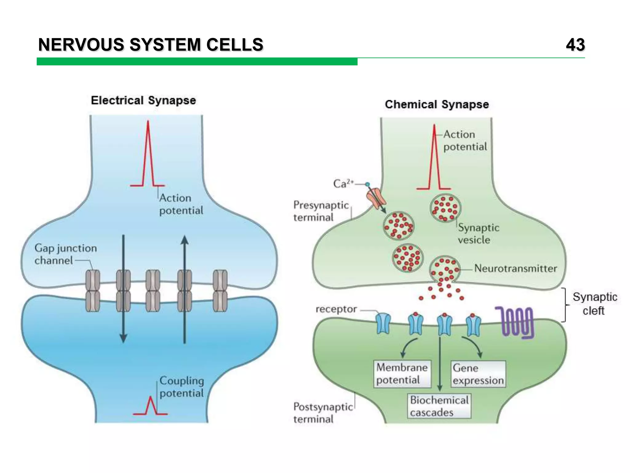 Nervous System Cells.ppt