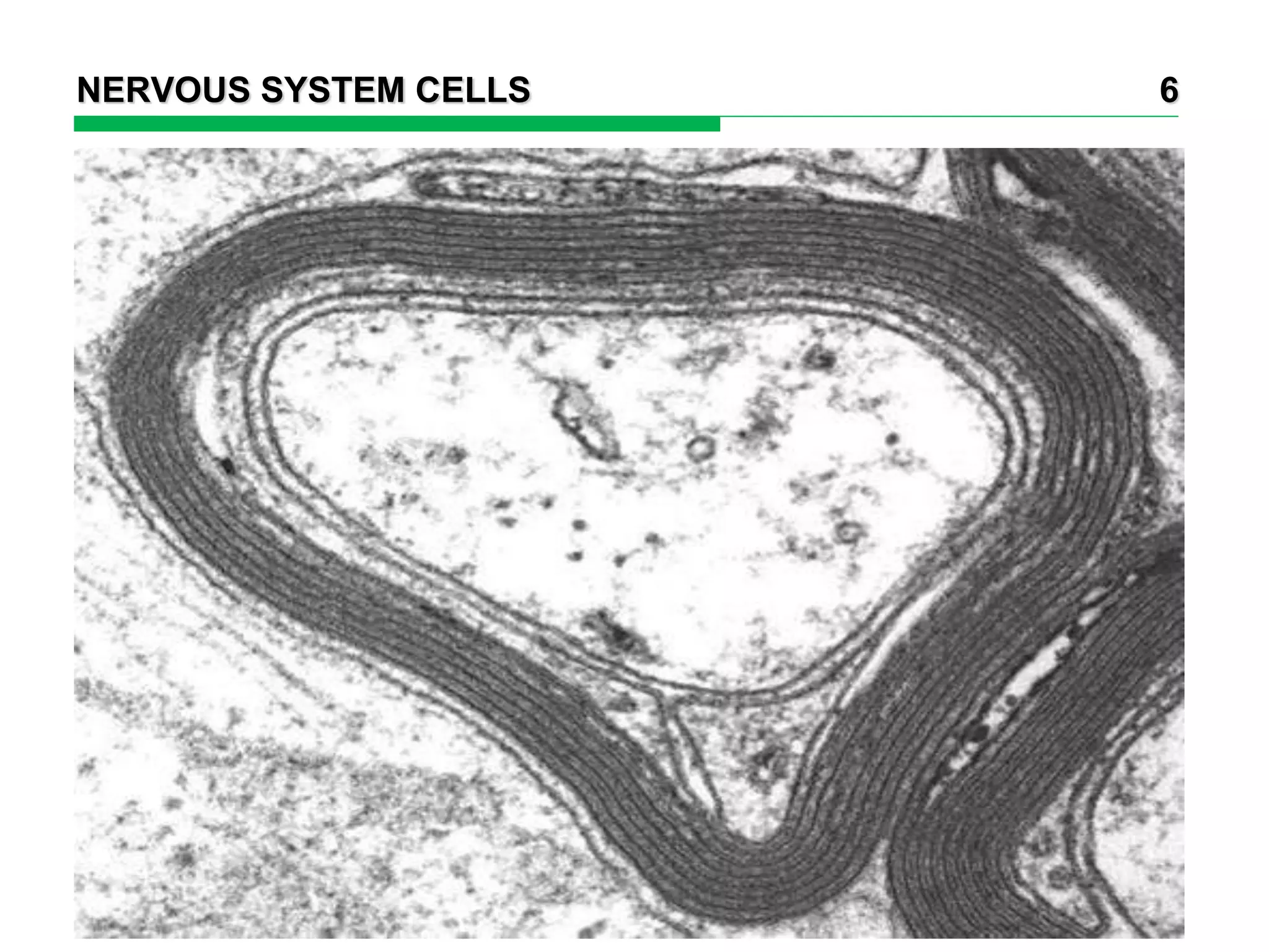 Nervous System Cells.ppt