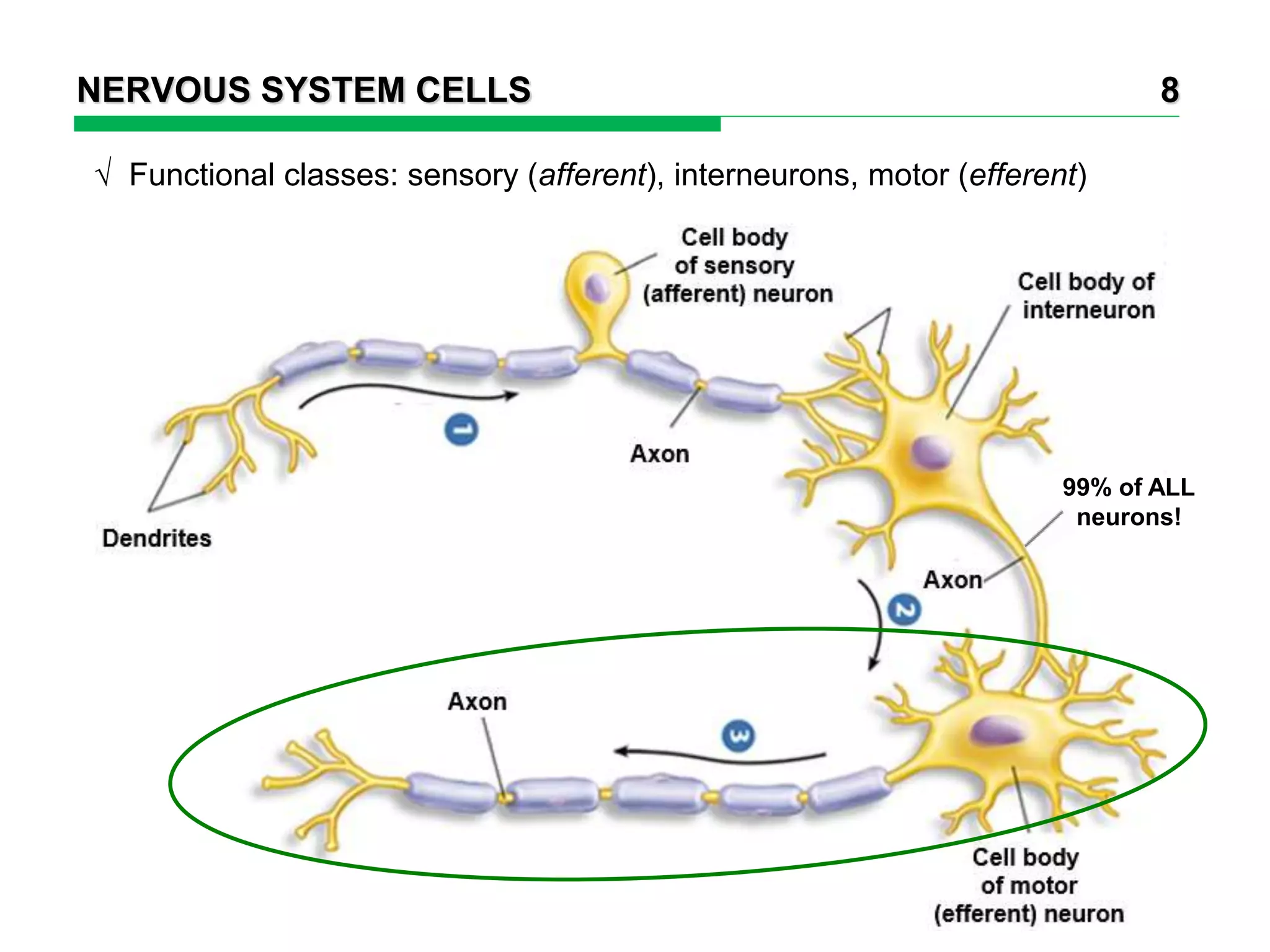 Nervous System Cells.ppt