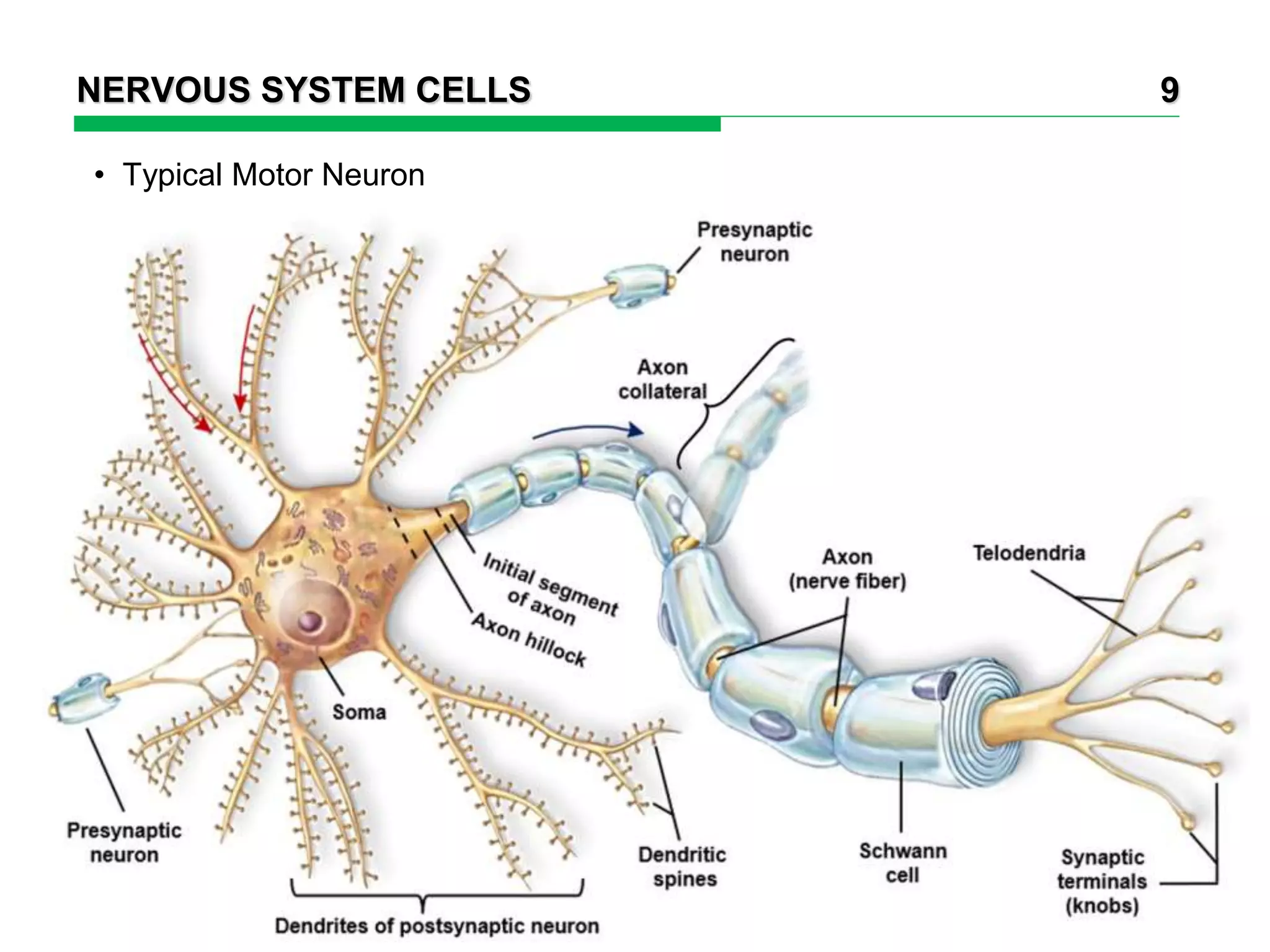 Nervous System Cells.ppt
