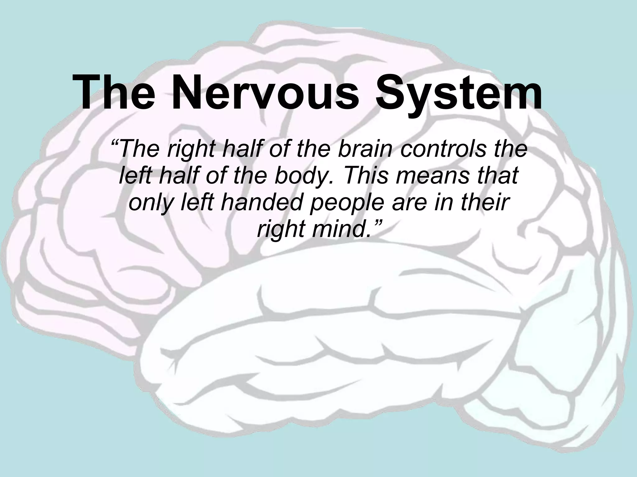 nervous system | PPT