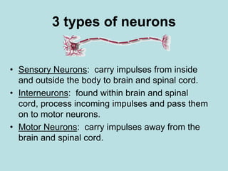 nervous system | PPT