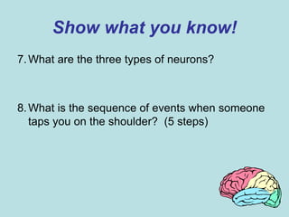 nervous system | PPT