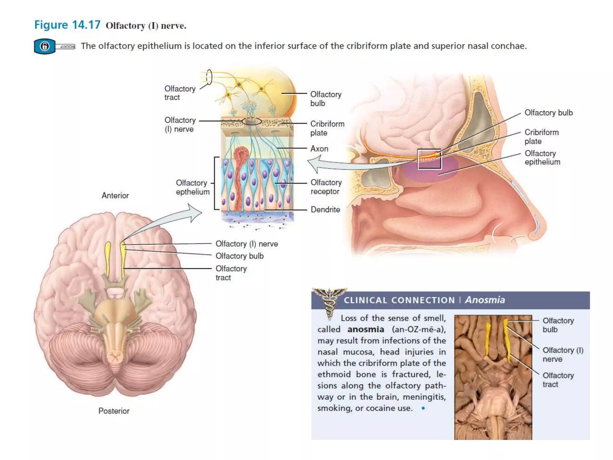NERVOUS SYSTEM class 3.pptx