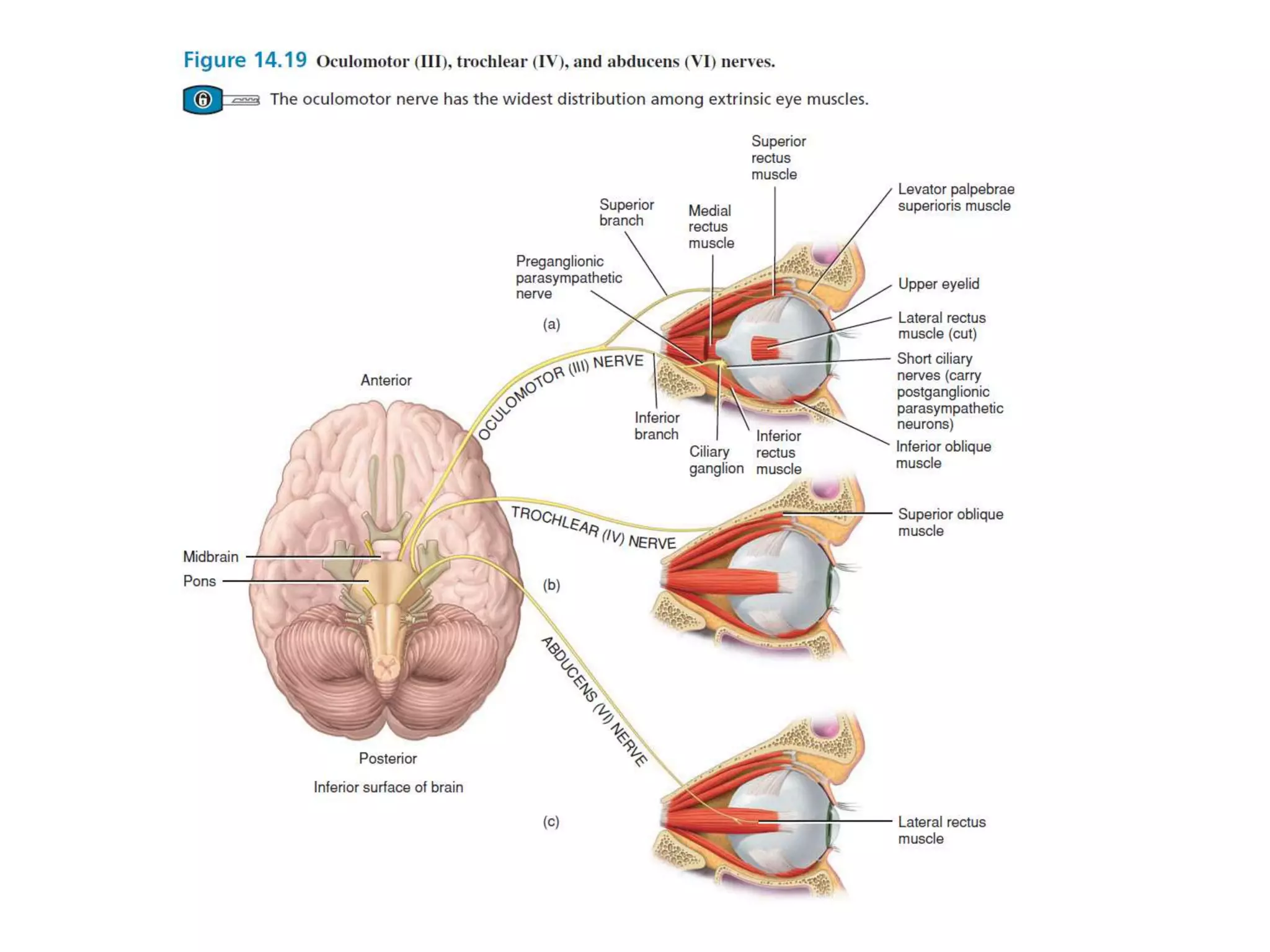 NERVOUS SYSTEM class 3.pptx