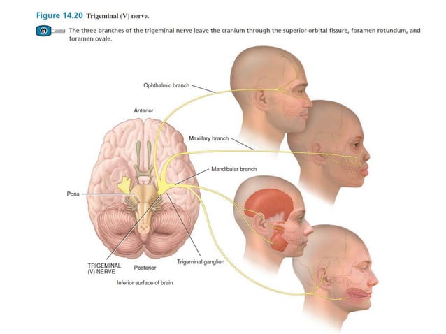 NERVOUS SYSTEM class 3.pptx