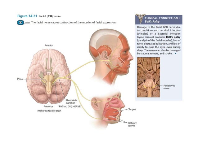 NERVOUS SYSTEM class 3.pptx