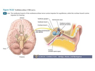 NERVOUS SYSTEM class 3.pptx