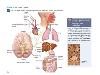 NERVOUS SYSTEM class 3.pptx