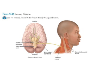 NERVOUS SYSTEM class 3.pptx