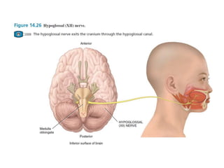 NERVOUS SYSTEM class 3.pptx