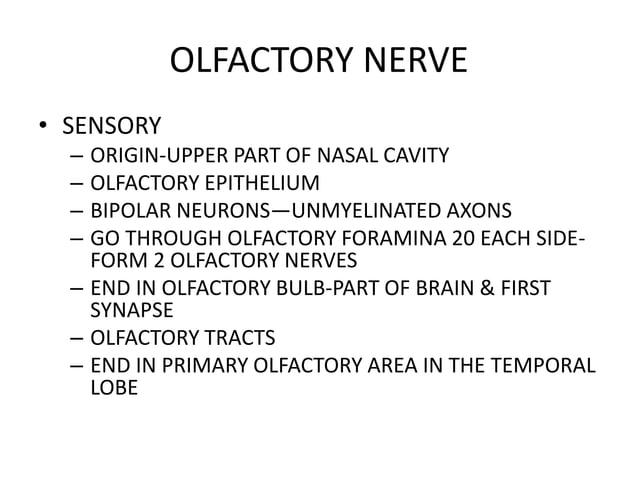 NERVOUS SYSTEM class 3.pptx