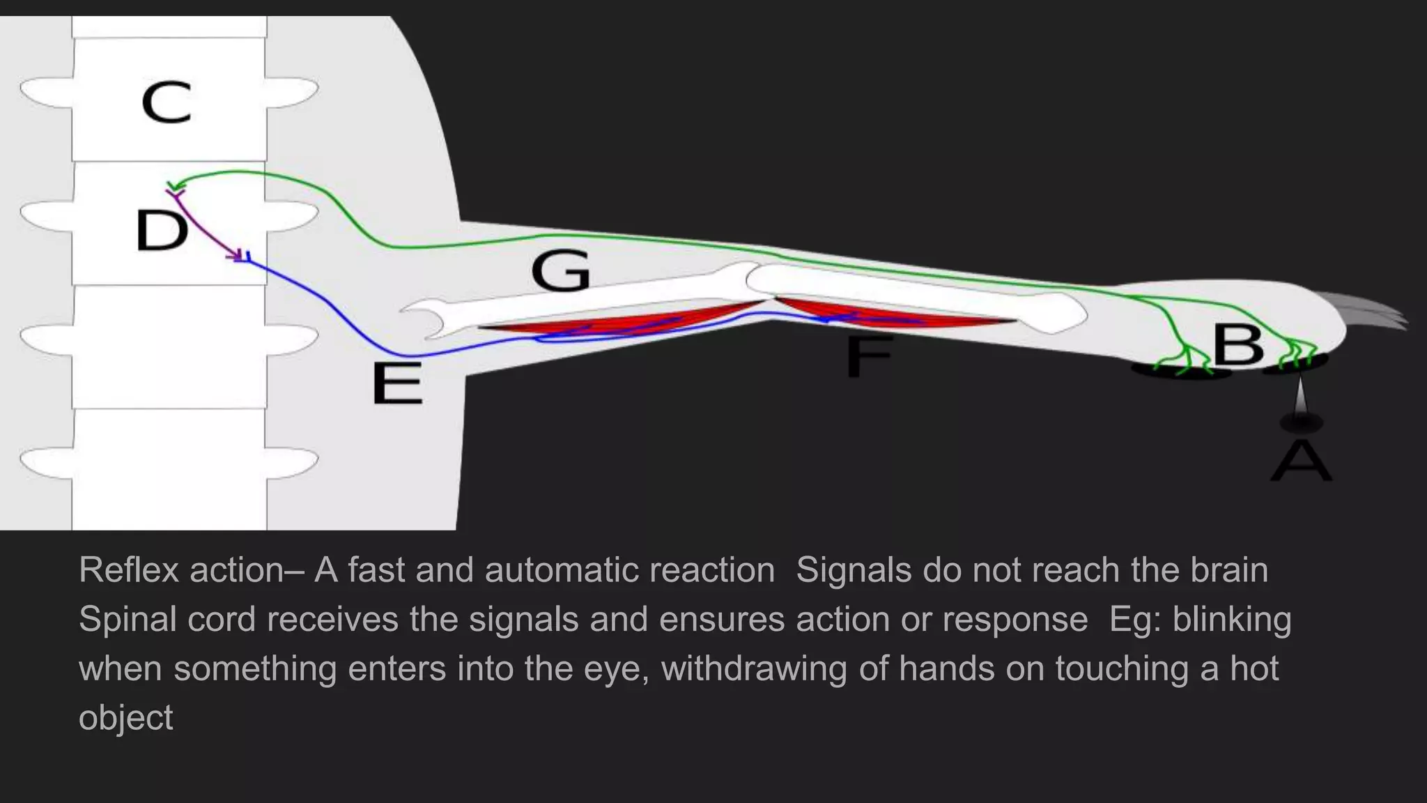 Nervous system class 5 | PPTX