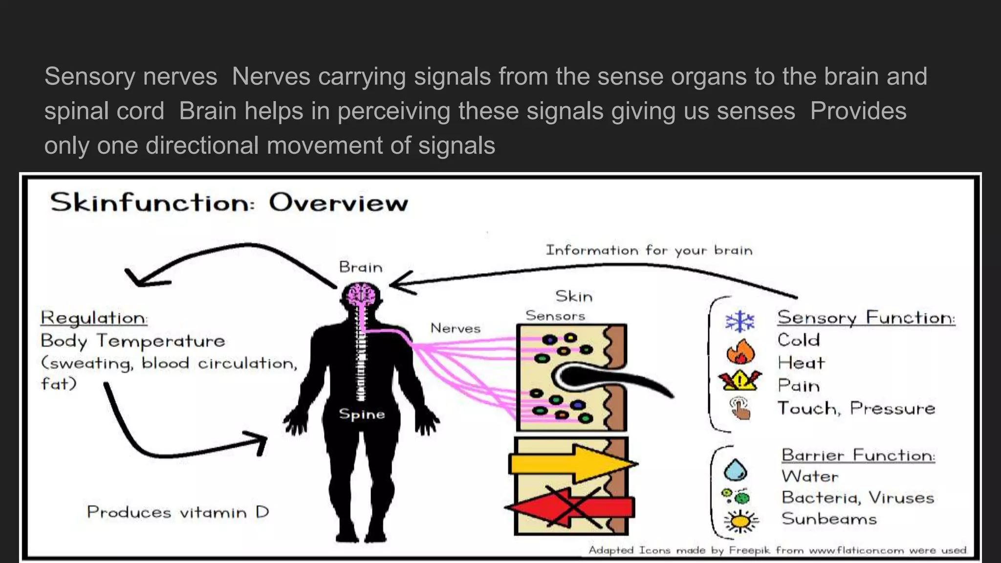 Nervous system class 5 | PPTX