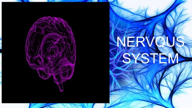 Nervous system class 5 | PPTX