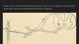 Nervous system class 5 | PPTX