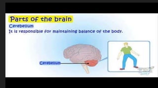 Nervous system class 5 | PPTX