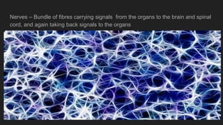 Nervous system class 5 | PPTX