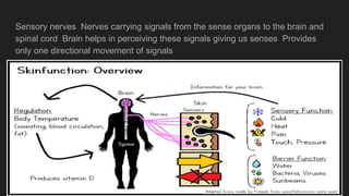 Nervous system class 5 | PPTX