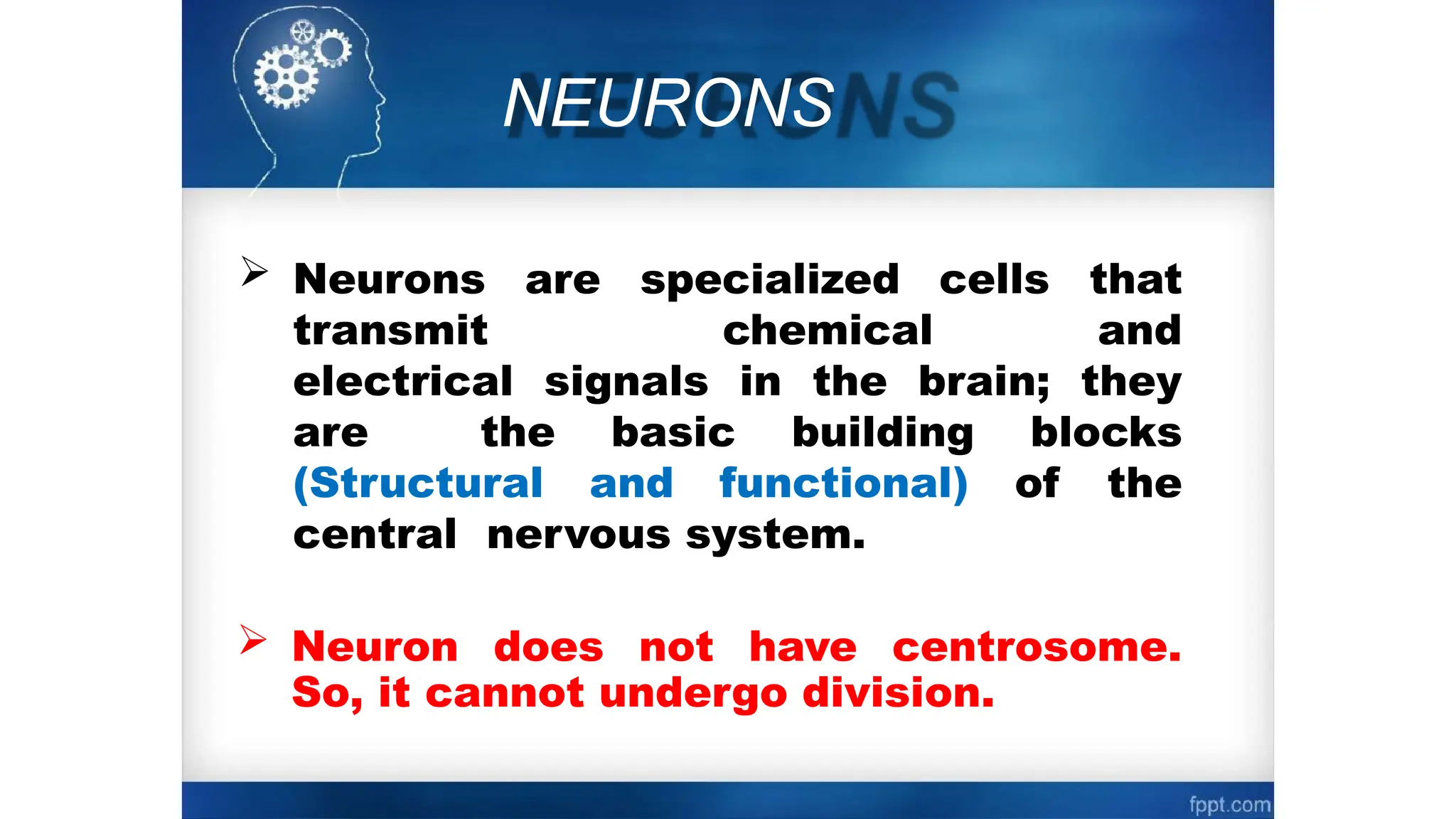 NERVOUS SYSTEM, CLASSIFICATION & STRUCTURE OF NEURON & NERVE FIBERS.pptx