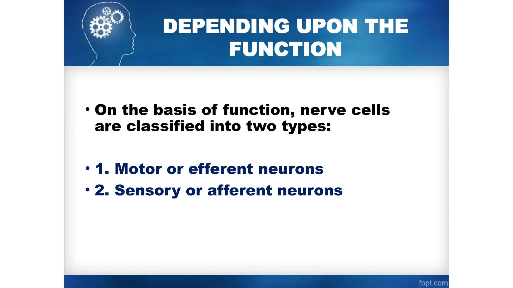 NERVOUS SYSTEM, CLASSIFICATION & STRUCTURE OF NEURON & NERVE FIBERS.pptx