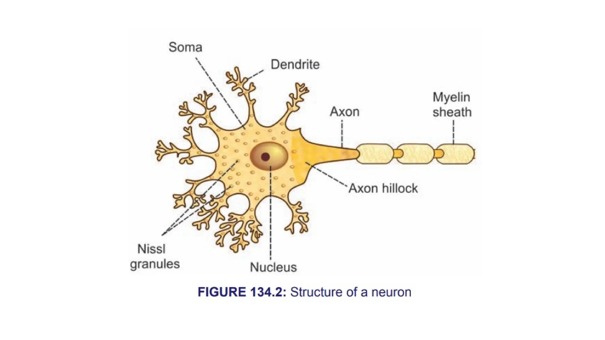 NERVOUS SYSTEM, CLASSIFICATION & STRUCTURE OF NEURON & NERVE FIBERS.pptx