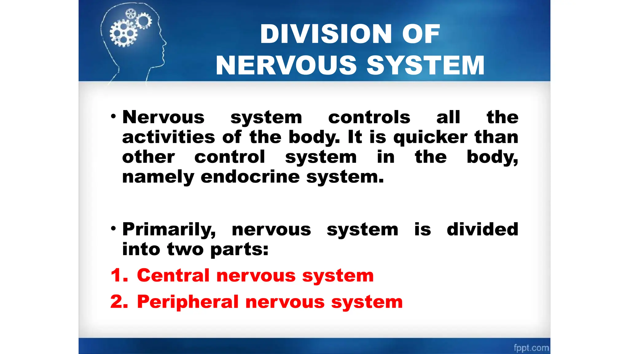 NERVOUS SYSTEM, CLASSIFICATION & STRUCTURE OF NEURON & NERVE FIBERS.pptx