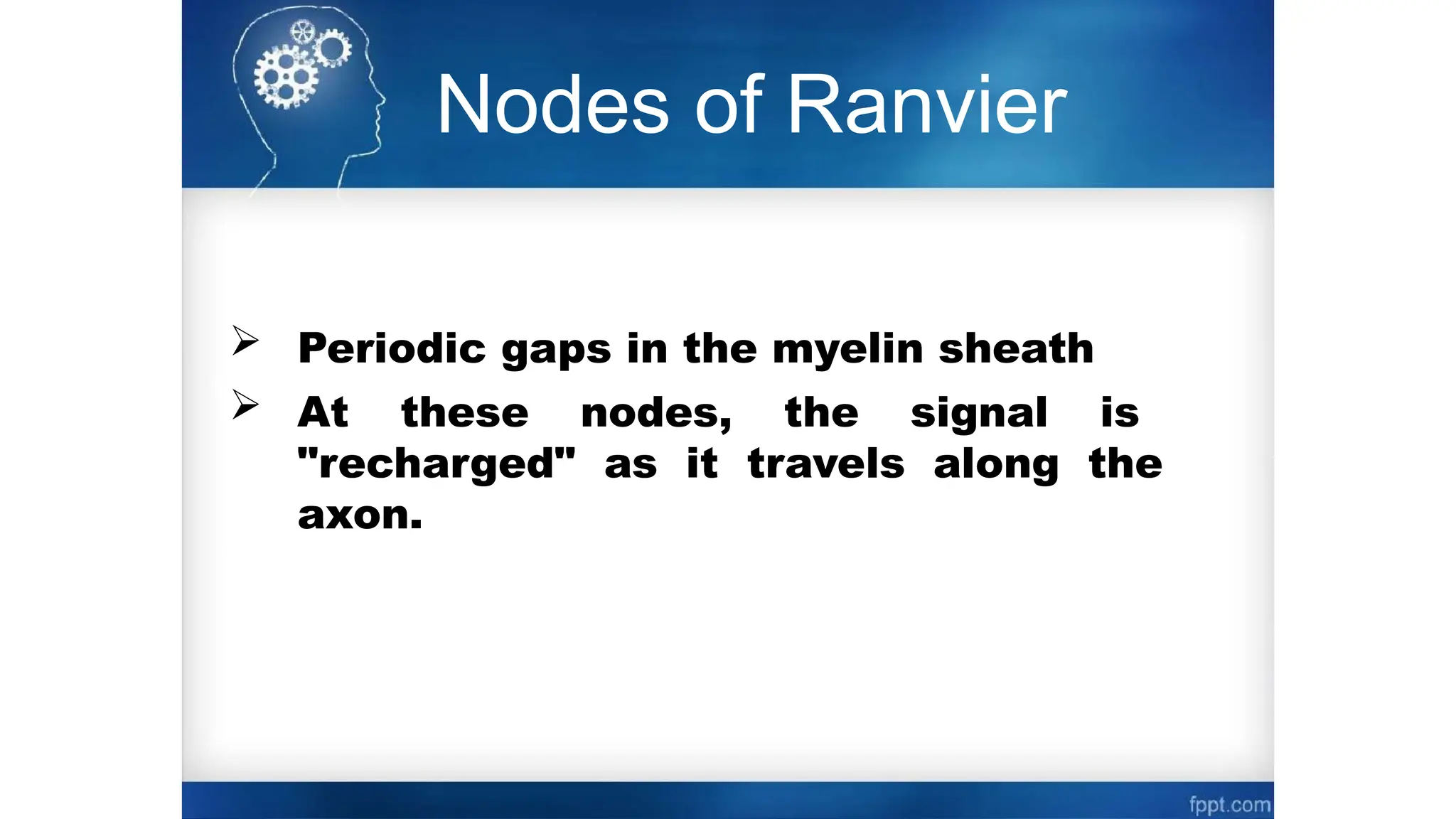 NERVOUS SYSTEM, CLASSIFICATION & STRUCTURE OF NEURON & NERVE FIBERS.pptx